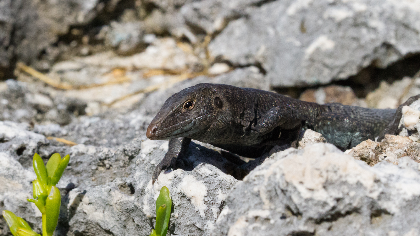 Population of nearly extinct lizard grows 16X in only six years ...