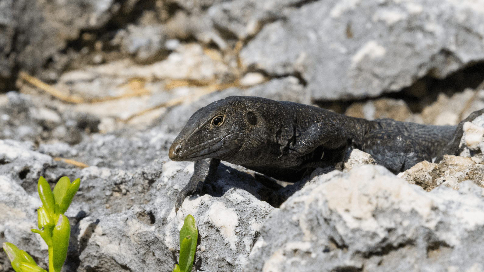 Remarkarble Recovery of the Endangered Lizard Anolis nubilus on the ...