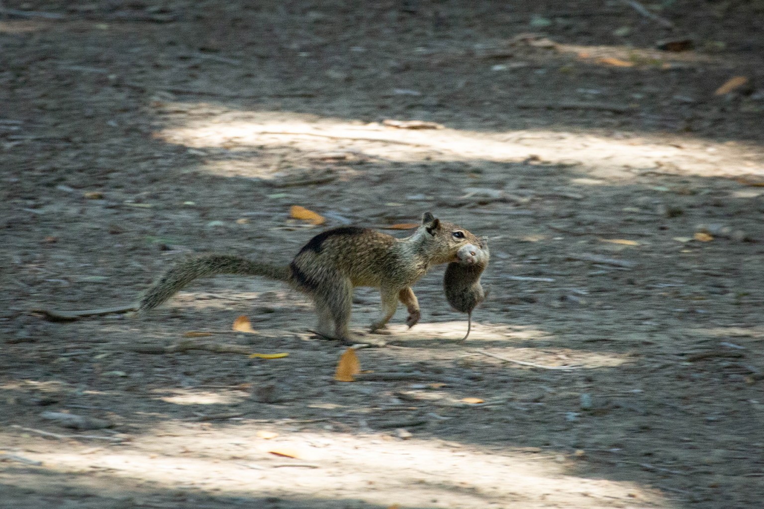 'Shocking:' These squirrels are hunting and eating other rodents ...