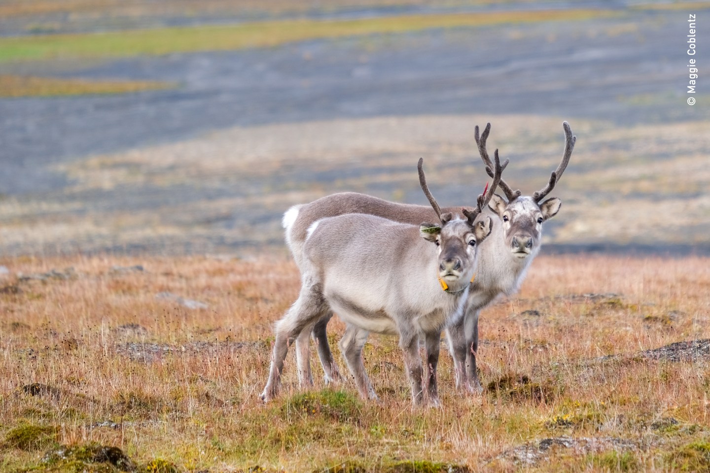 Shorter, fatter, and hairier: 5 fun facts about the world's smallest ...