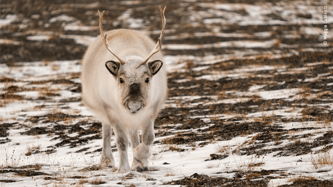 Shorter, fatter, and hairier: 5 fun facts about the world's smallest ...