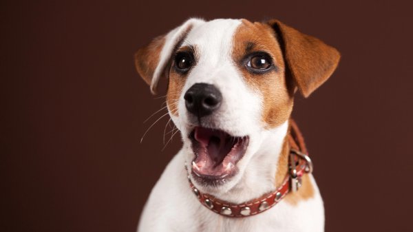 Dogs really are communicating via button boards, new research suggests ...