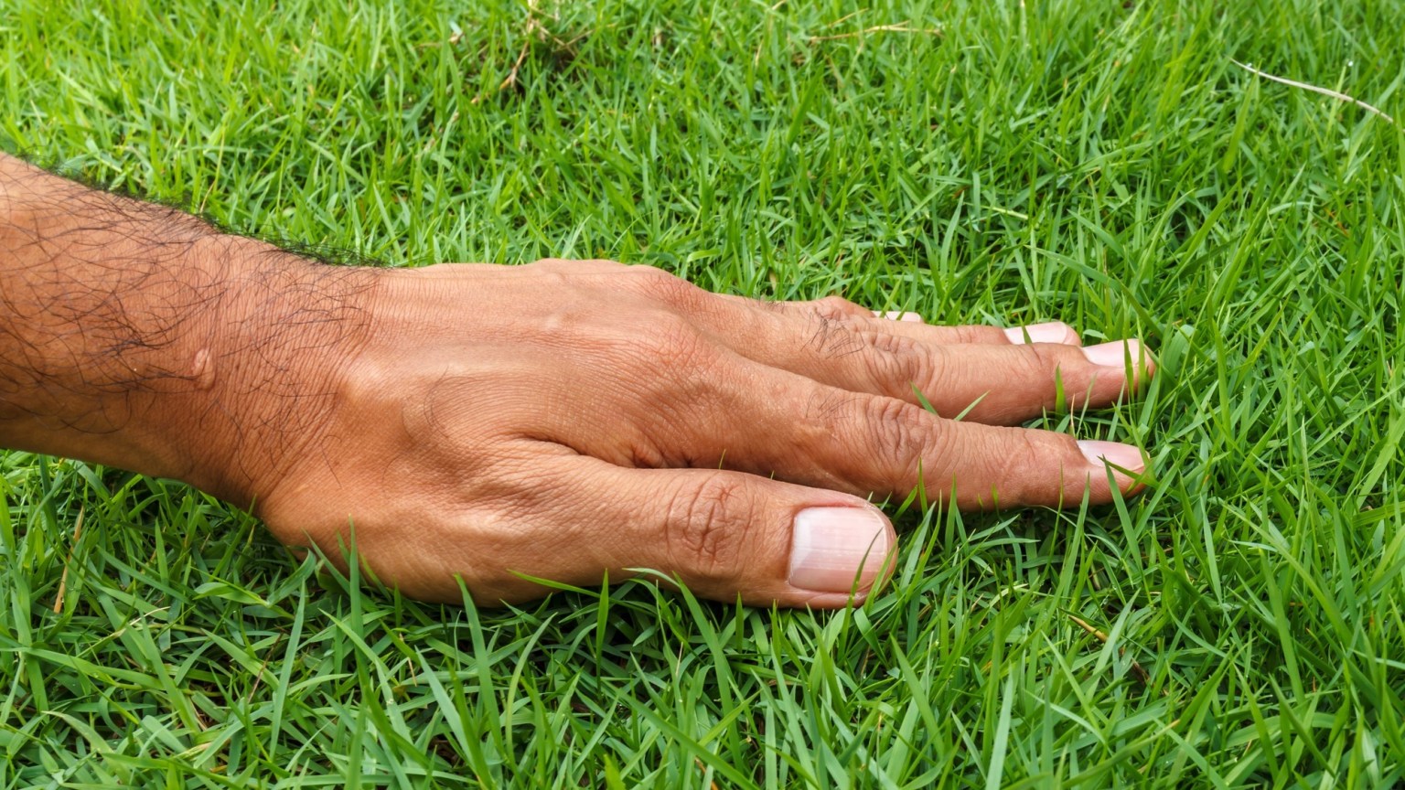 What happens to our bodies when we touch grass | Popular Science