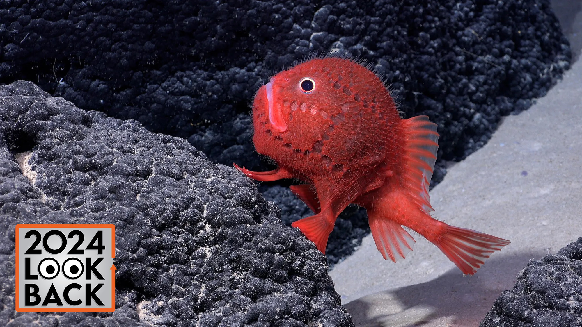 Ghost ships to ghost sharks: 10 wildest underwater discoveries of 2024 ...