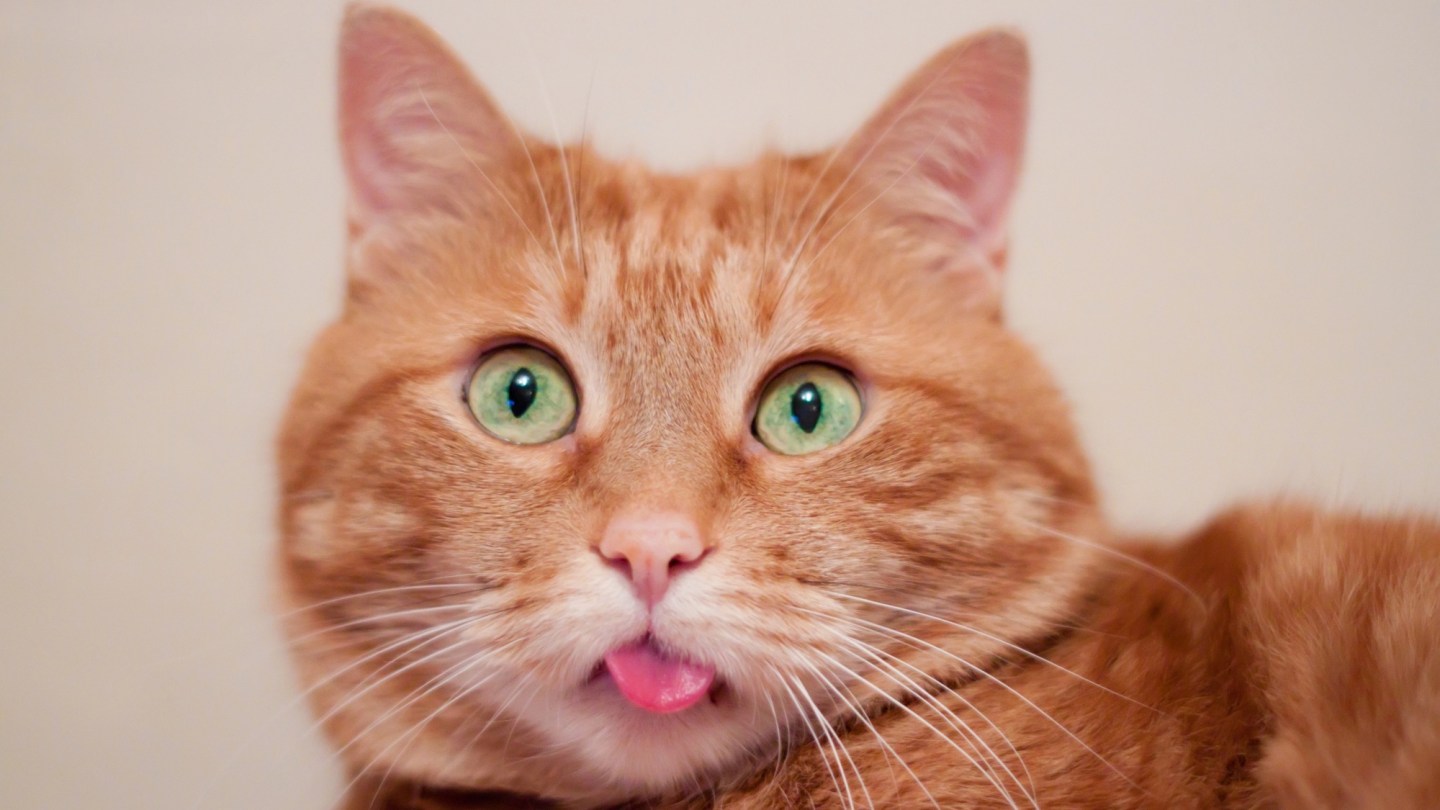 Why do some cats have orange fur? New hue clues in an old mystery ...