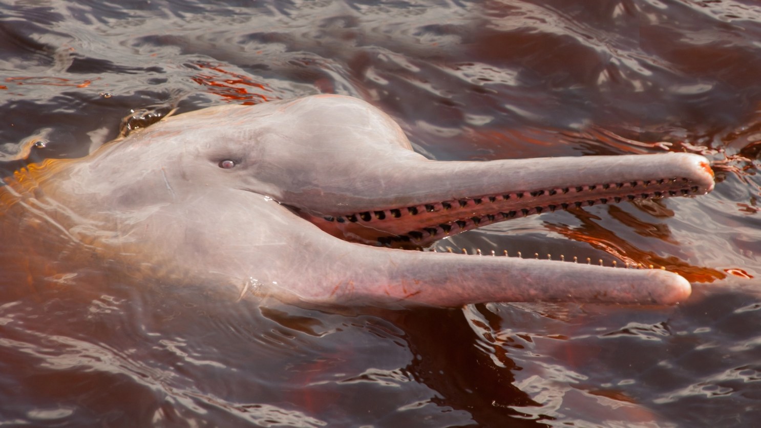 Male Amazon river dolphins pee into the air, confusing scientists ...