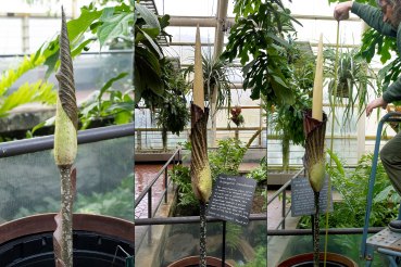 5 facts about corpse flowers that don't stink | Popular Science