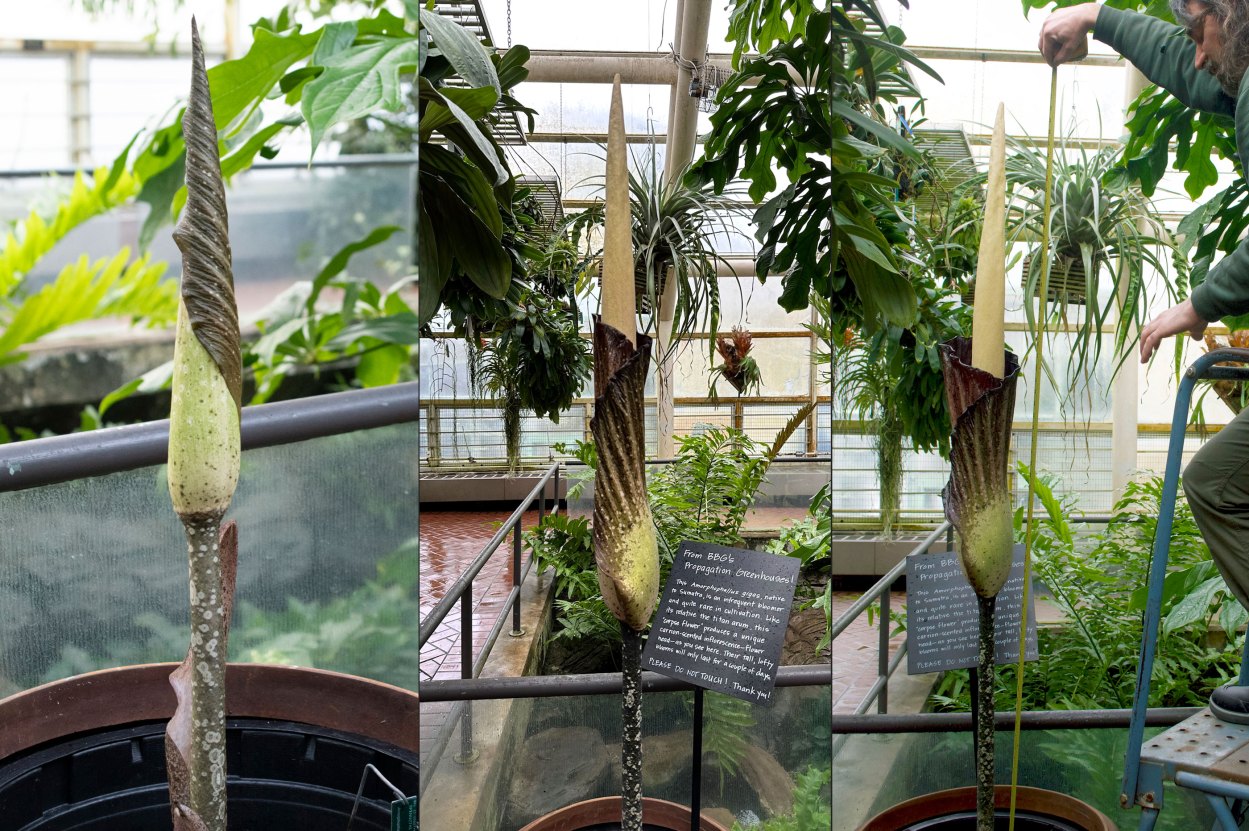 5 facts about corpse flowers that don't stink | Popular Science