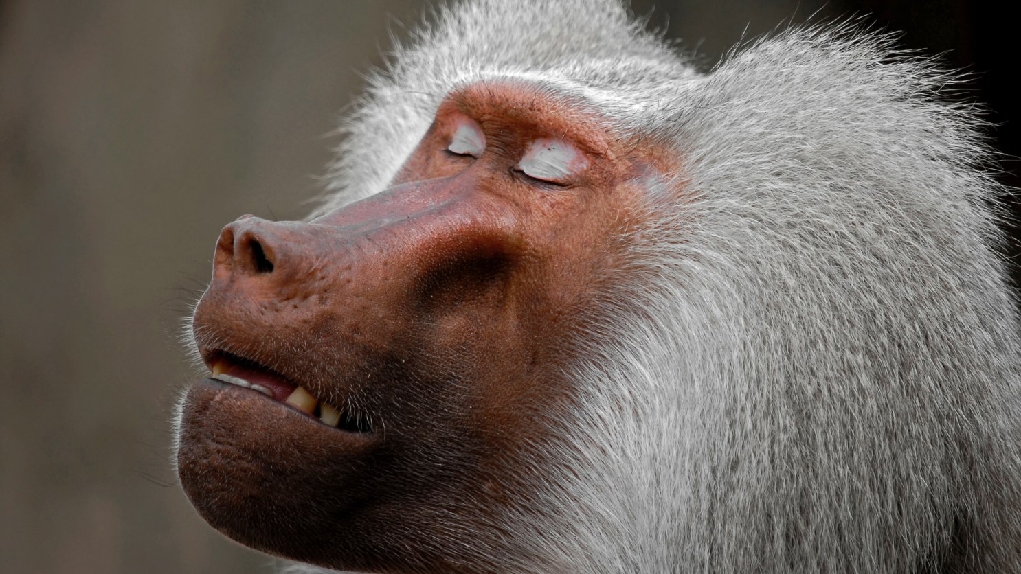 Alpha male baboons' obsession with females stresses them out | Popular ...