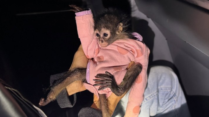 Blue-faced, puffy-lipped monkey scores a rare conservation win ...