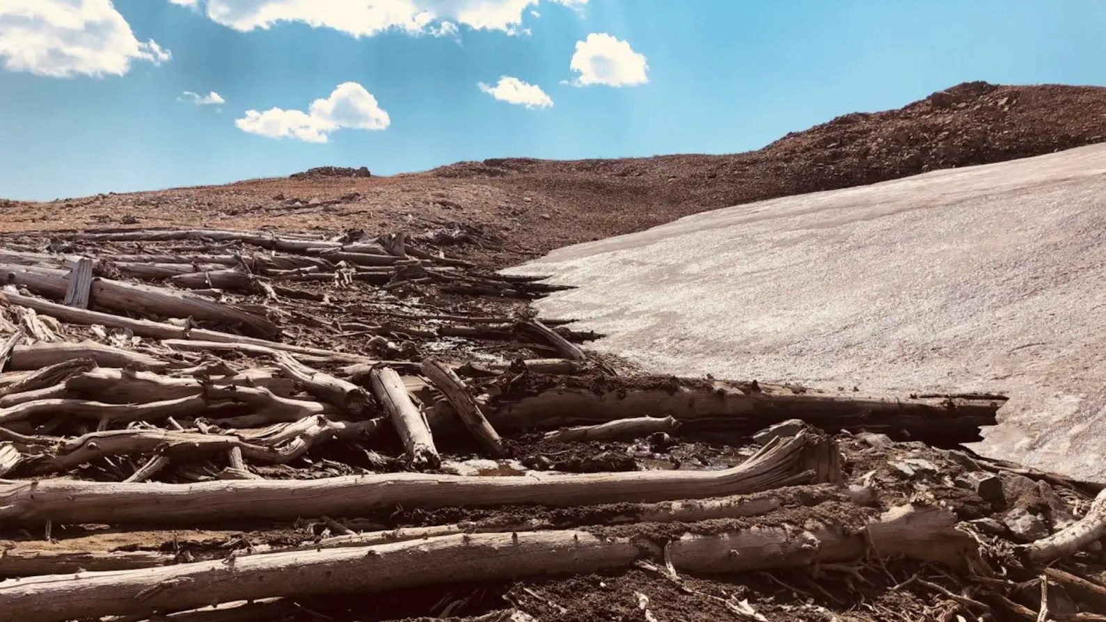 Thawing tundra reveals ancient fossilized forest in Montana | Popular ...