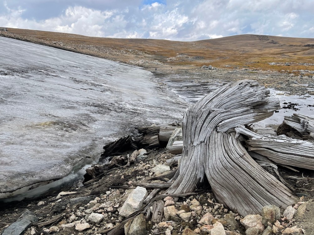 Thawing tundra reveals ancient fossilized forest in Montana | Popular Science