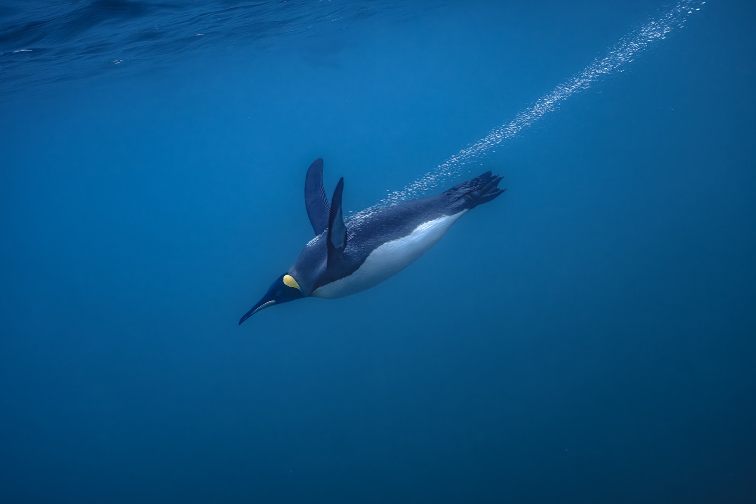 15 splashy and stunning underwater wildlife images | Popular Science