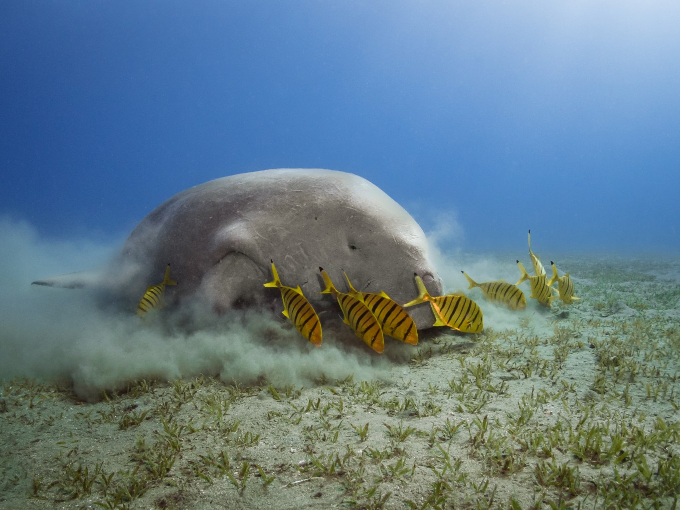 15 splashy and stunning underwater wildlife images | Popular Science