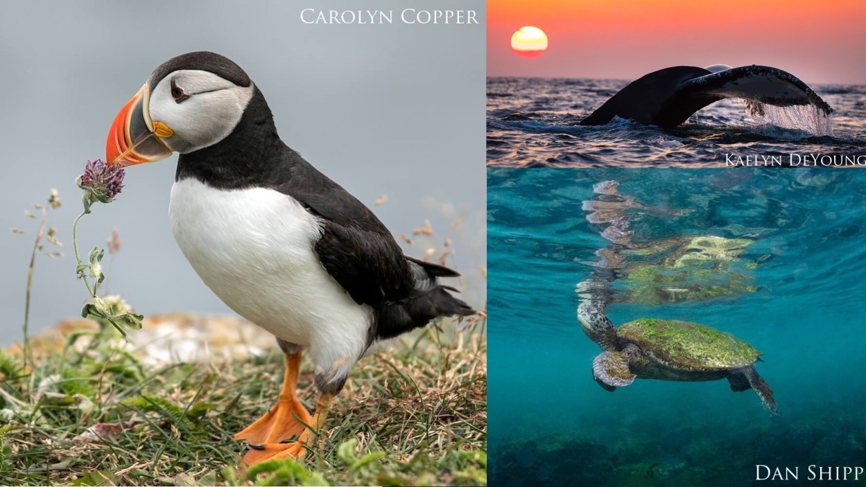 13 dramatic photos that capture the beauty of marine sanctuaries ...