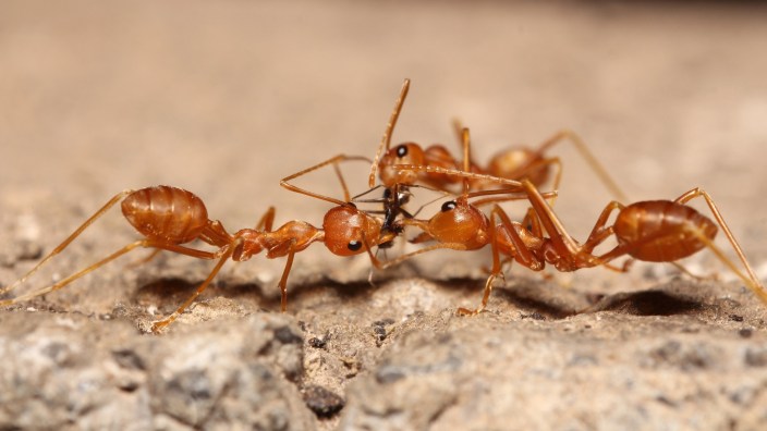 Weak ants conquered Earth using sheer numbers | Popular Science
