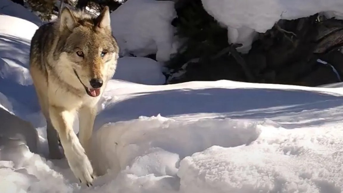 Yellowstone’s ‘Queen of the Wolves’ dies after fight with rival pack ...