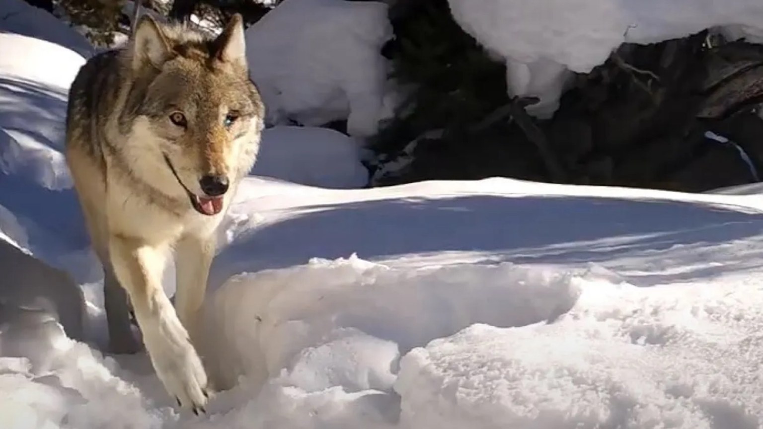 Yellowstone’s ‘Queen of the Wolves’ dies after fight with rival pack ...