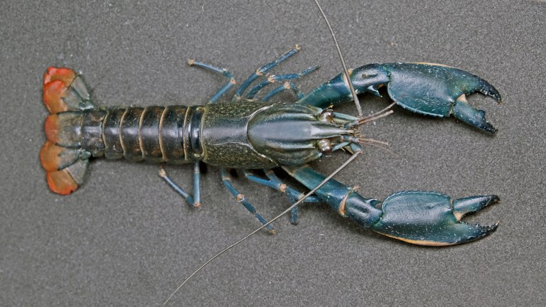 New colorful species of crayfish discovered in aquarium shipment ...