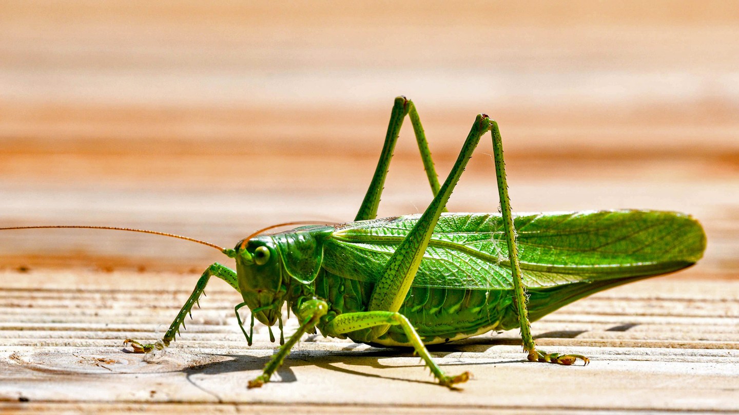Parasitic crickets have a few moves to outsmart ants | Popular Science
