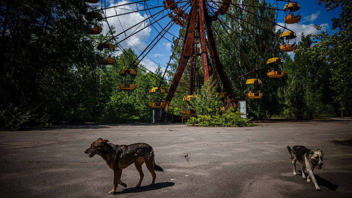 Chernobyl’s feral dogs are genetically unique, but not mutated ...