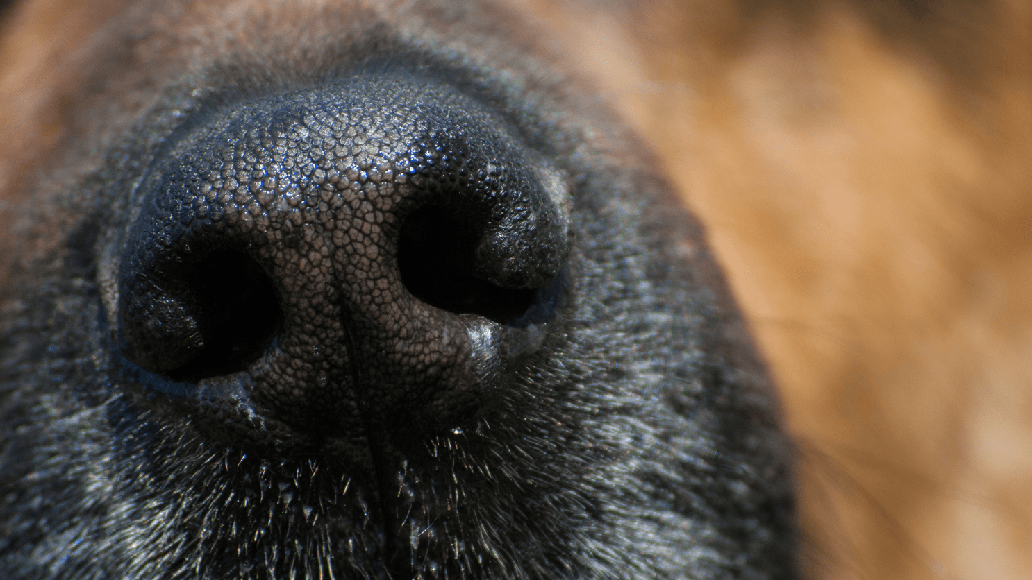 Border collies out-sniff some hunting dogs in scientific smell ...