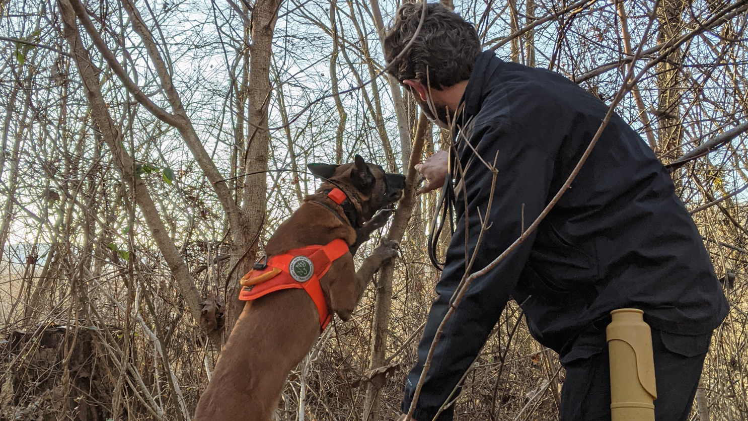 Sniffing dogs join the fight against invasive spotted lanternflies ...