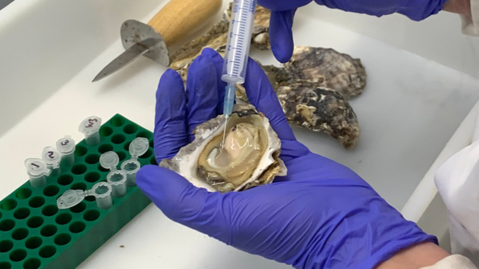 Oyster blood could fight superbugs | Popular Science