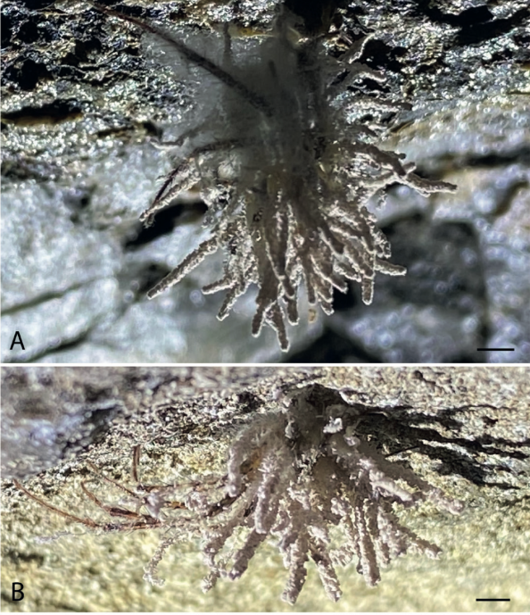 Fungus-infected zombie spiders discovered in Northern Ireland | Popular ...
