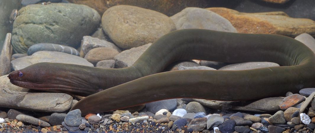 New 'Hades' moray eel discovered by accident | Popular Science