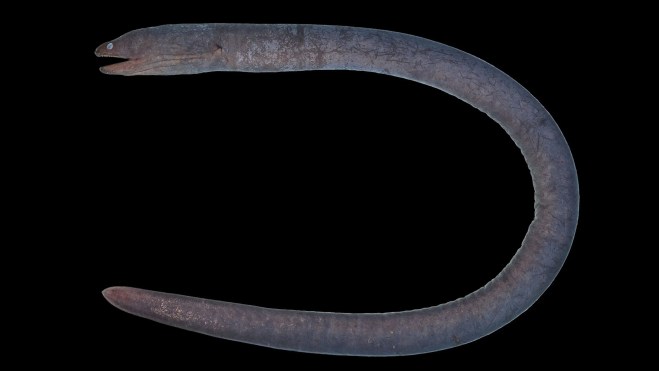 New 'Hades' moray eel discovered by accident | Popular Science