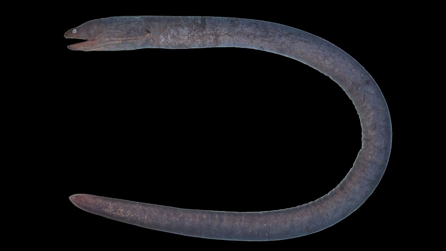 New 'Hades' moray eel discovered by accident | Popular Science