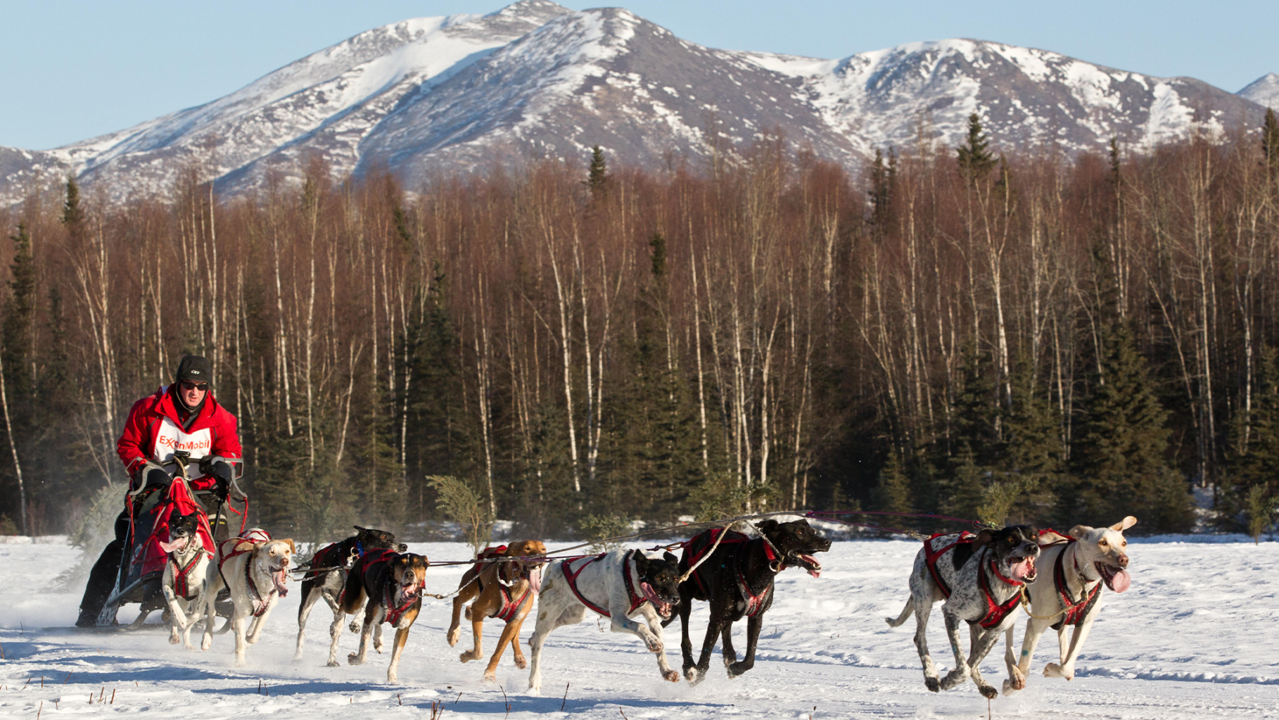 Meet the former musher investigating sled dog genetics | Popular Science