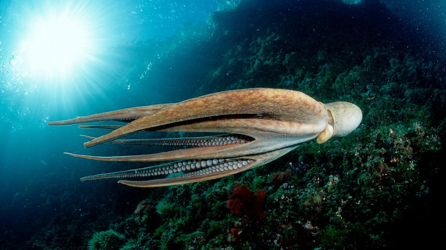 Control the PlayStation 4 and PlayStation 5 with your voice | Popular ...