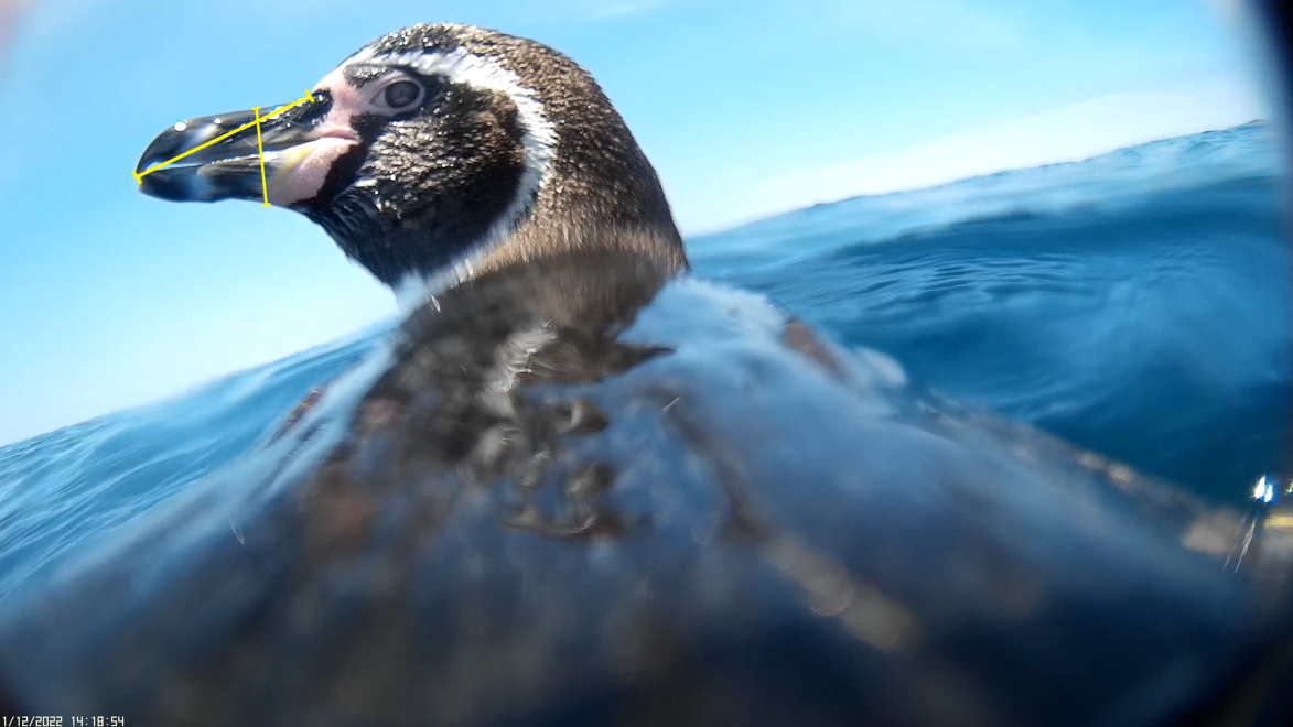 Finally, scientists get a penguin's-eye-view of the world | Popular Science