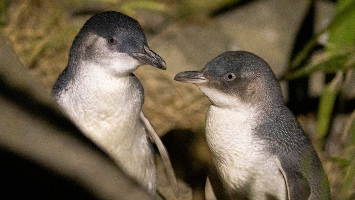 When penguins divorce, the whole colony is impacted | Popular Science