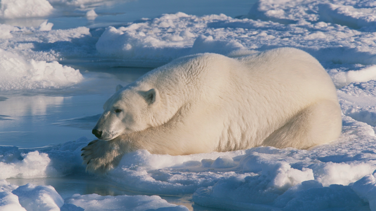 How do polar bears keep ice off their fur? Grease. | Popular Science