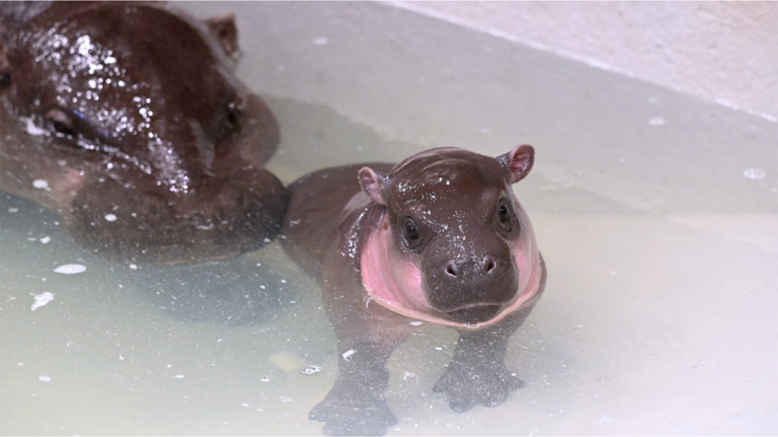 Newest pygmy hippo born on US soil gets a name | Popular Science