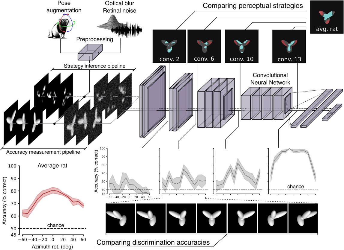 Rats beat AI at recognizing obscured objects | Popular Science