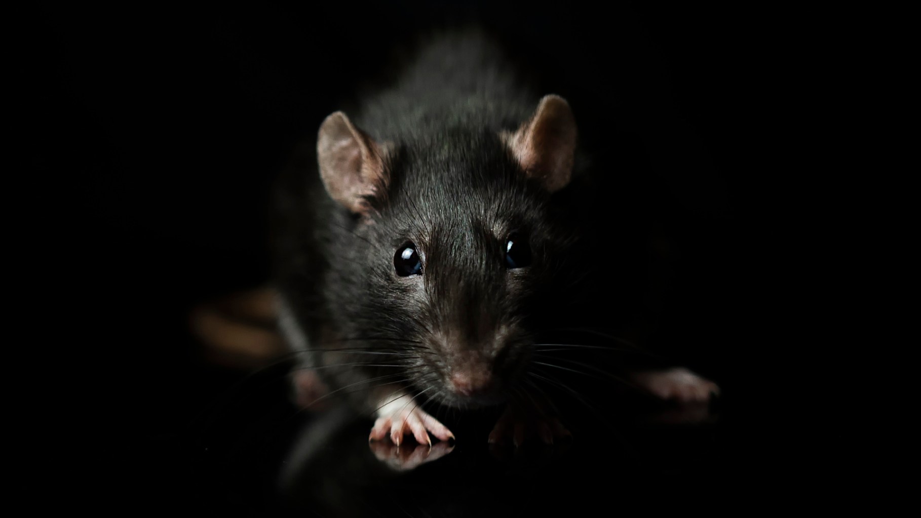 Rats beat AI at recognizing obscured objects | Popular Science