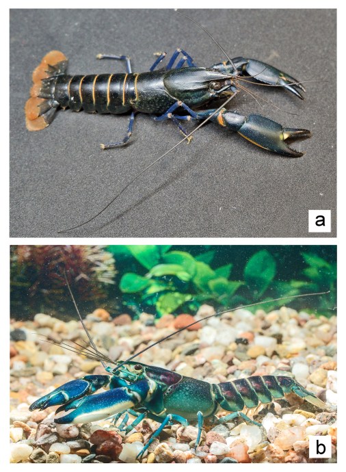 New colorful species of crayfish discovered in aquarium shipment ...