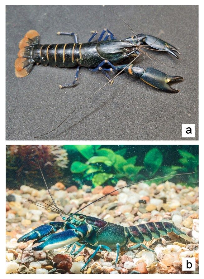 New colorful species of crayfish discovered in aquarium shipment ...