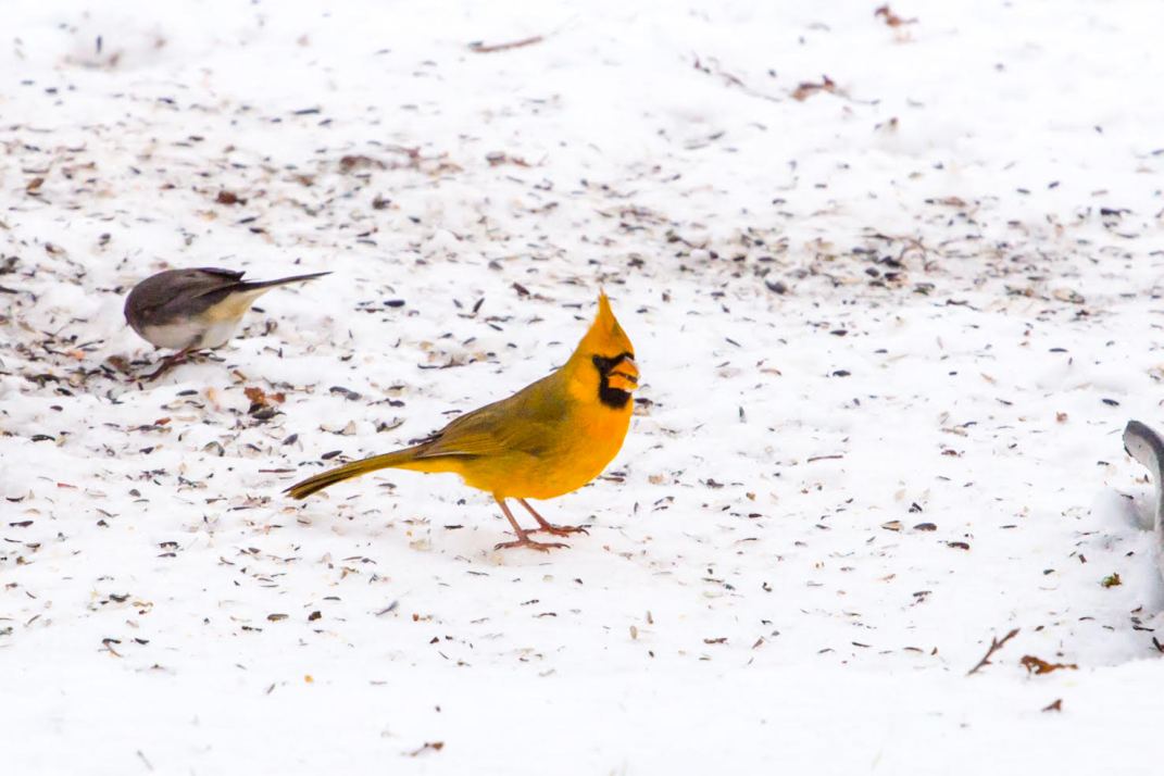 Extremely rare yellow cardinal flies into a Michigan backyard | Popular ...