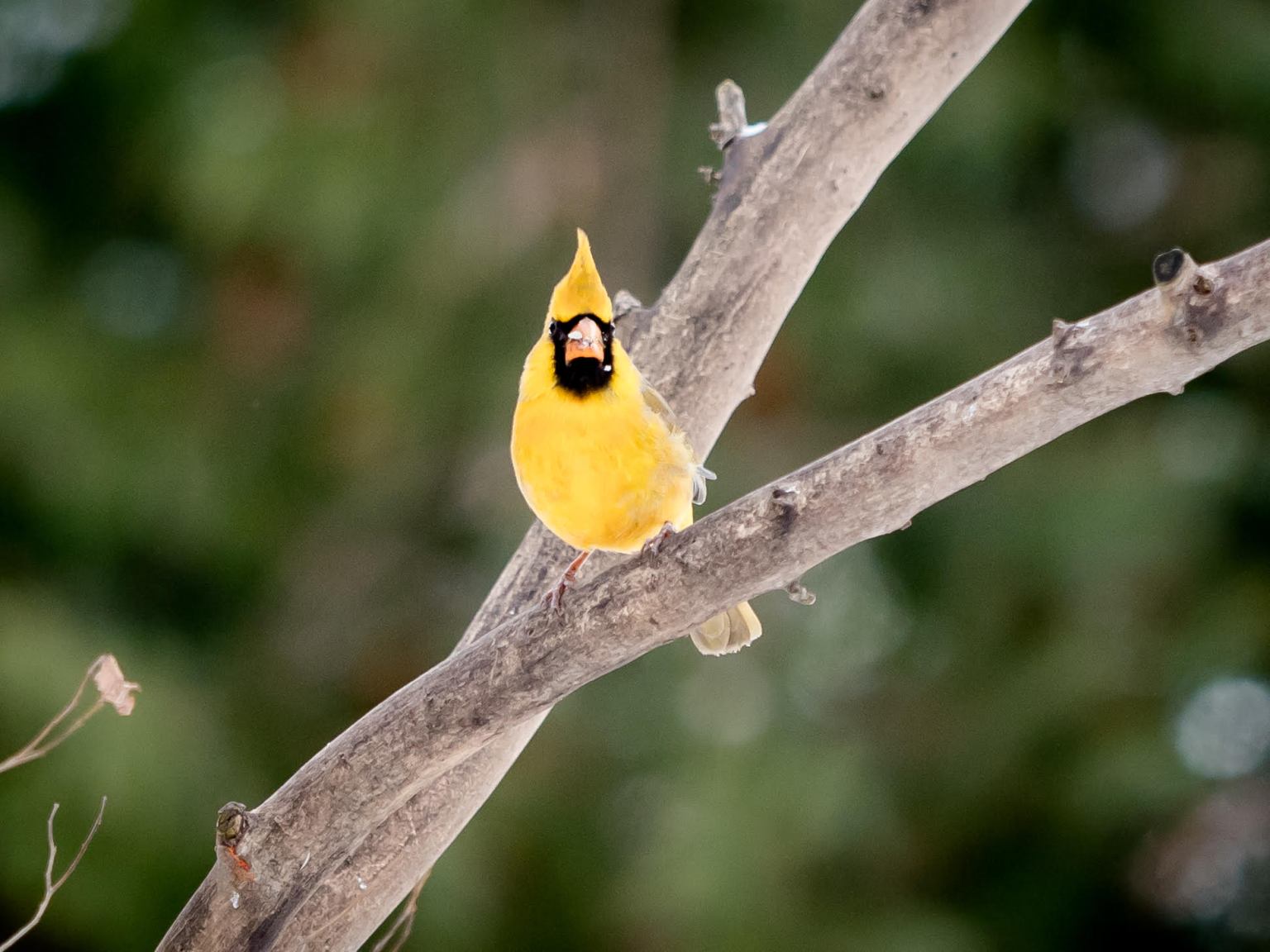 Extremely rare yellow cardinal flies into a Michigan backyard | Popular ...