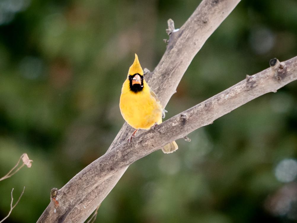 Extremely rare yellow cardinal flies into a Michigan backyard | Popular ...