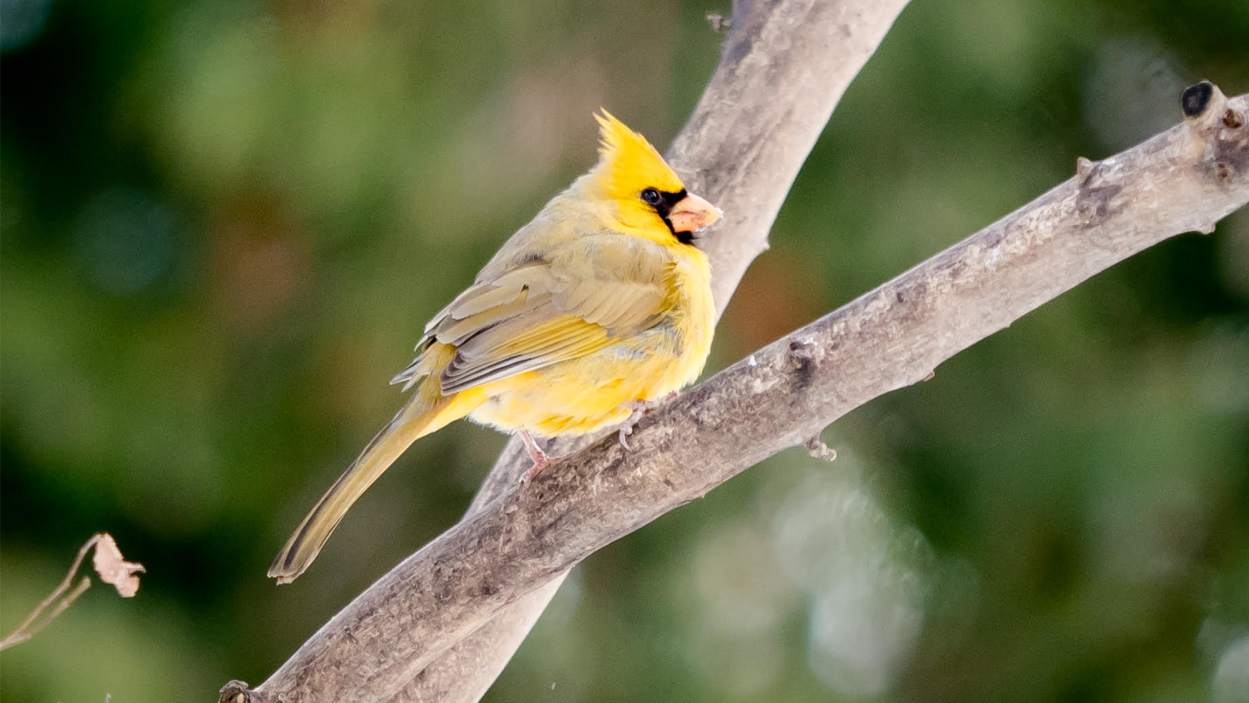 Extremely rare yellow cardinal flies into a Michigan backyard | Popular ...