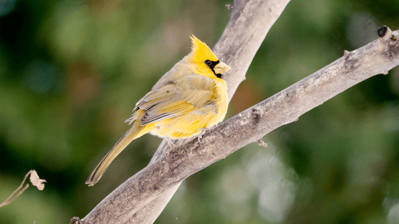 Extremely rare yellow cardinal flies into a Michigan backyard | Popular ...