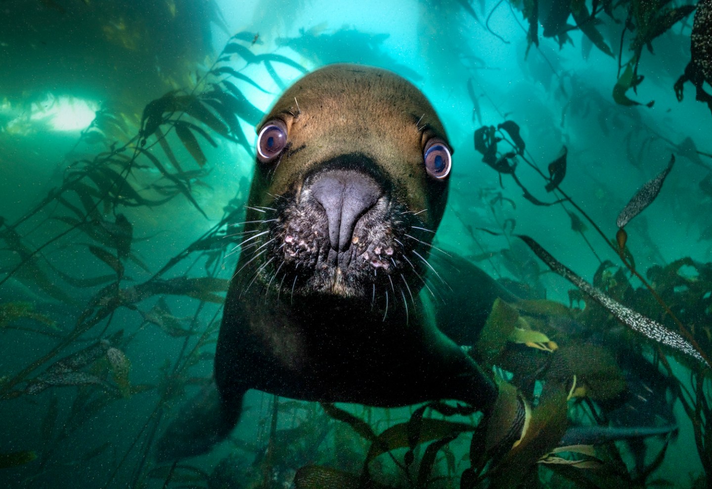 15 breathtaking images from the Underwater Photographer of the Year ...