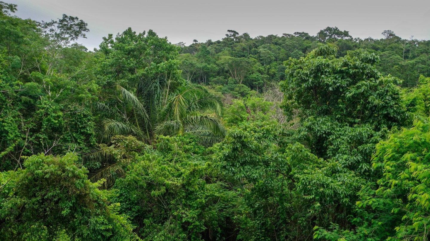 Man from uncontacted Indigenous tribe emerges in Amazon, and villagers ...