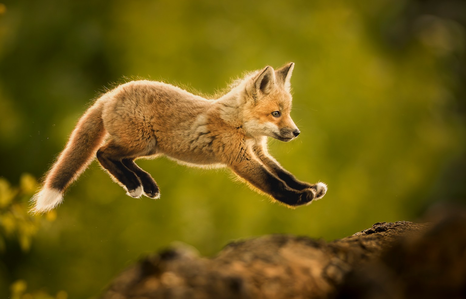 14 outstanding images from the 2025 World Nature Photographer Awards ...